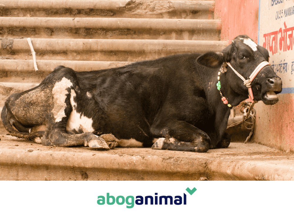 Las vacas de la India | Abogado Animalista